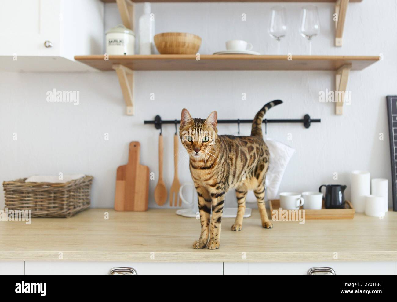 Beautiful bengal cat on white kitchen table with the plant Stock Photo ...