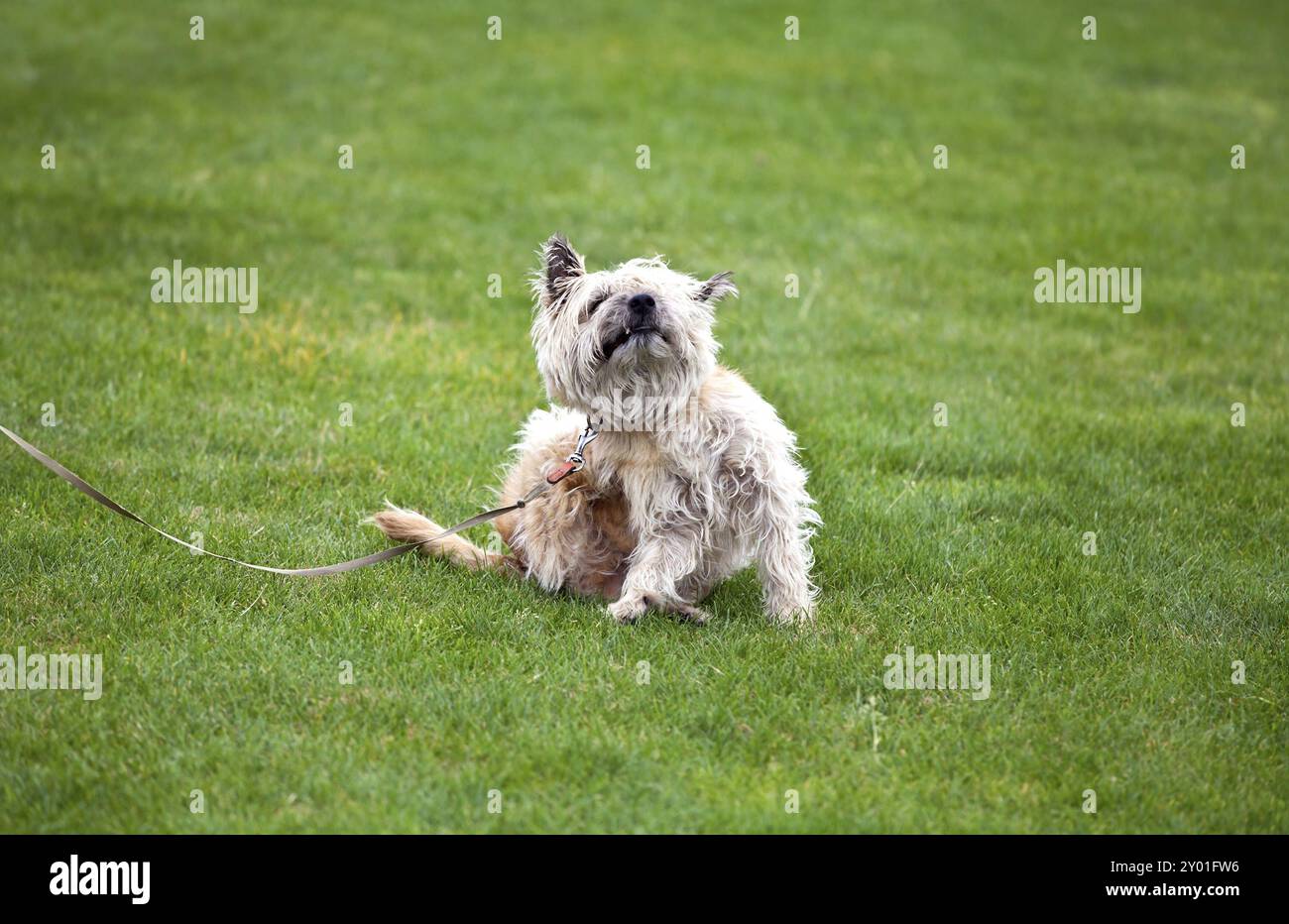 Funny scratching dog with fleas on grass Stock Photo - Alamy