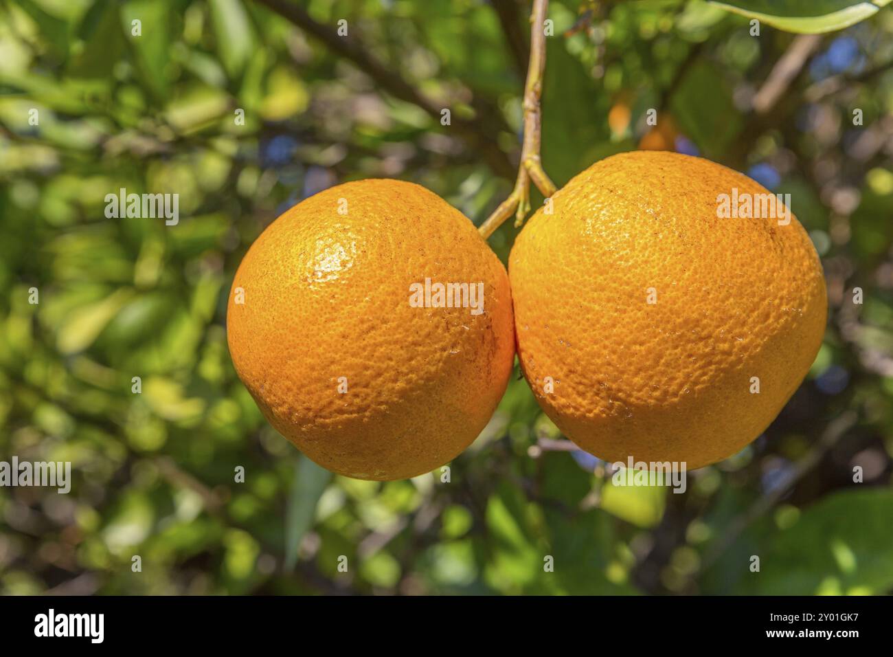 Oranges in tree agricultural plantation hi-res stock photography and ...