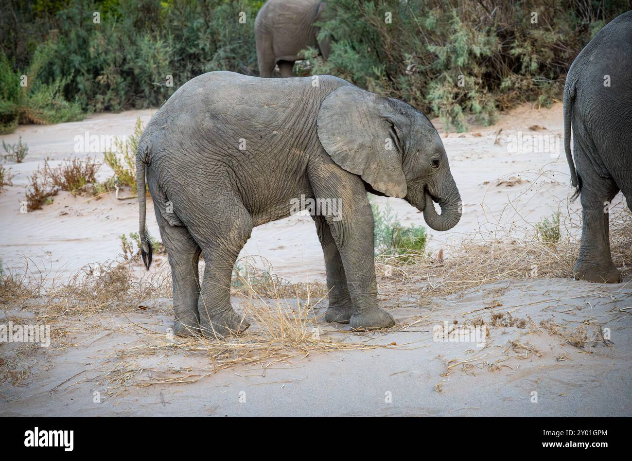 Desert-adapted baby elephant(s) (Loxodonta africana) in the Namib ...