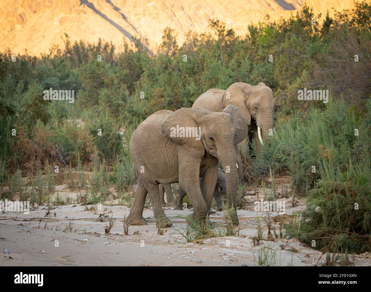 Desert-adapted elephant(s) (Loxodonta africana) in the Namib desert of ...