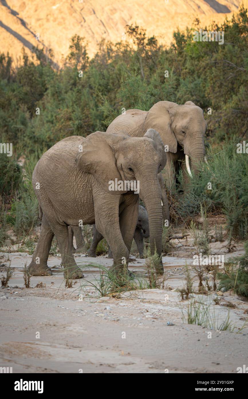 Desert-adapted elephant(s) (Loxodonta africana) in the Namib desert of ...