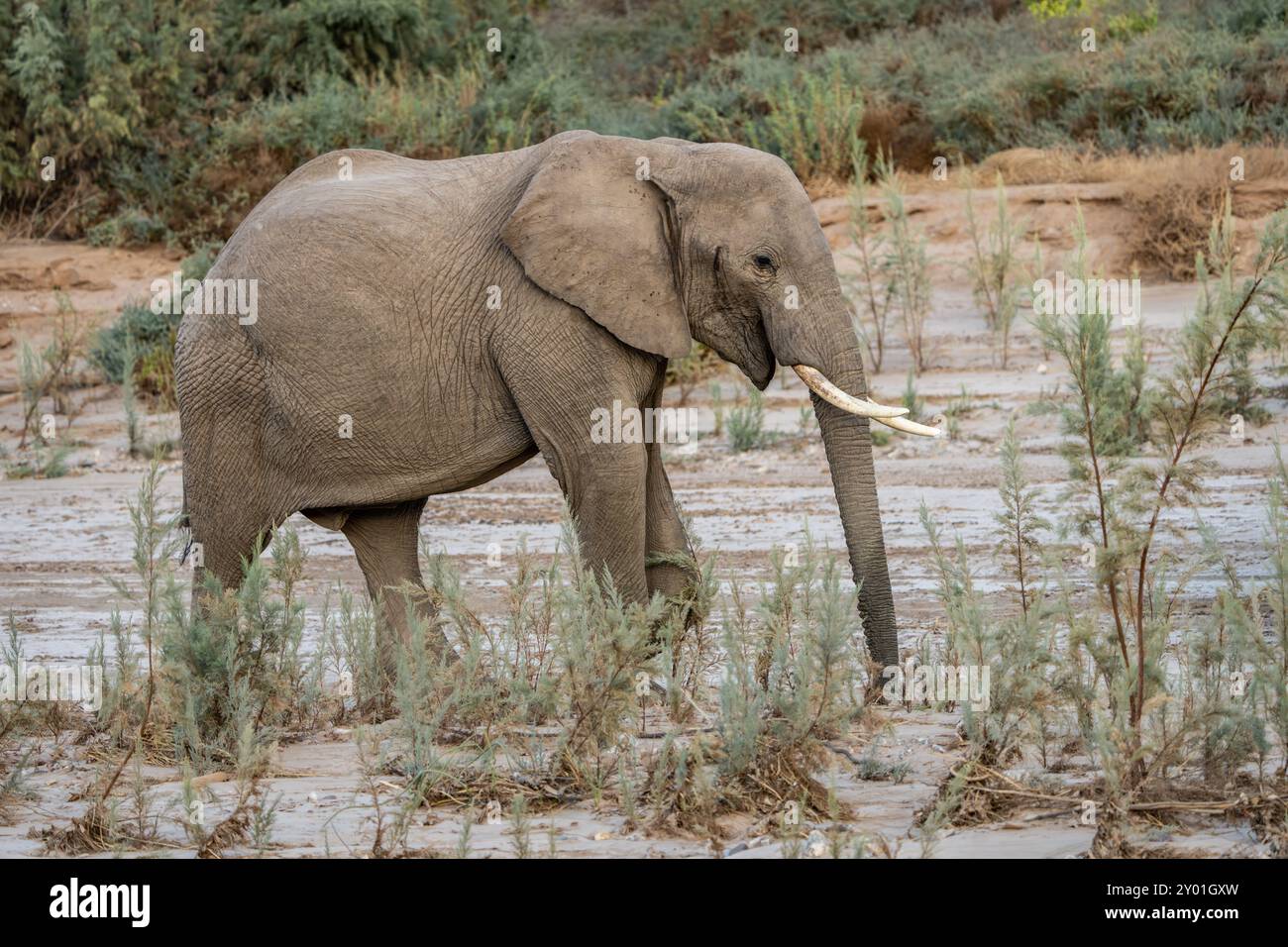 Desert-adapted elephant(s) (Loxodonta africana) in the Namib desert of ...