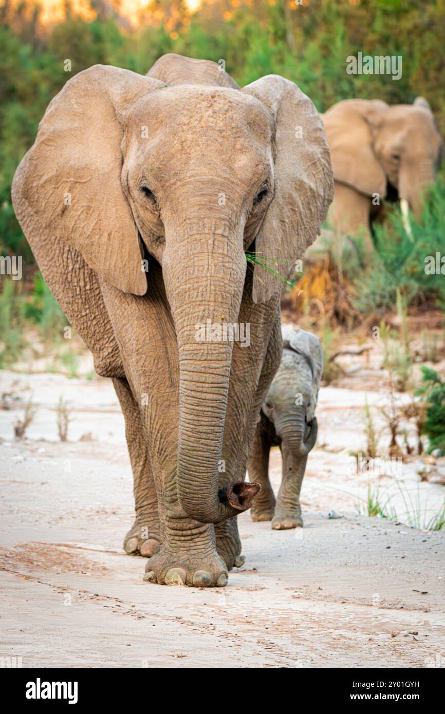 Desert-adapted elephant(s) (Loxodonta africana) in the Namib desert of ...