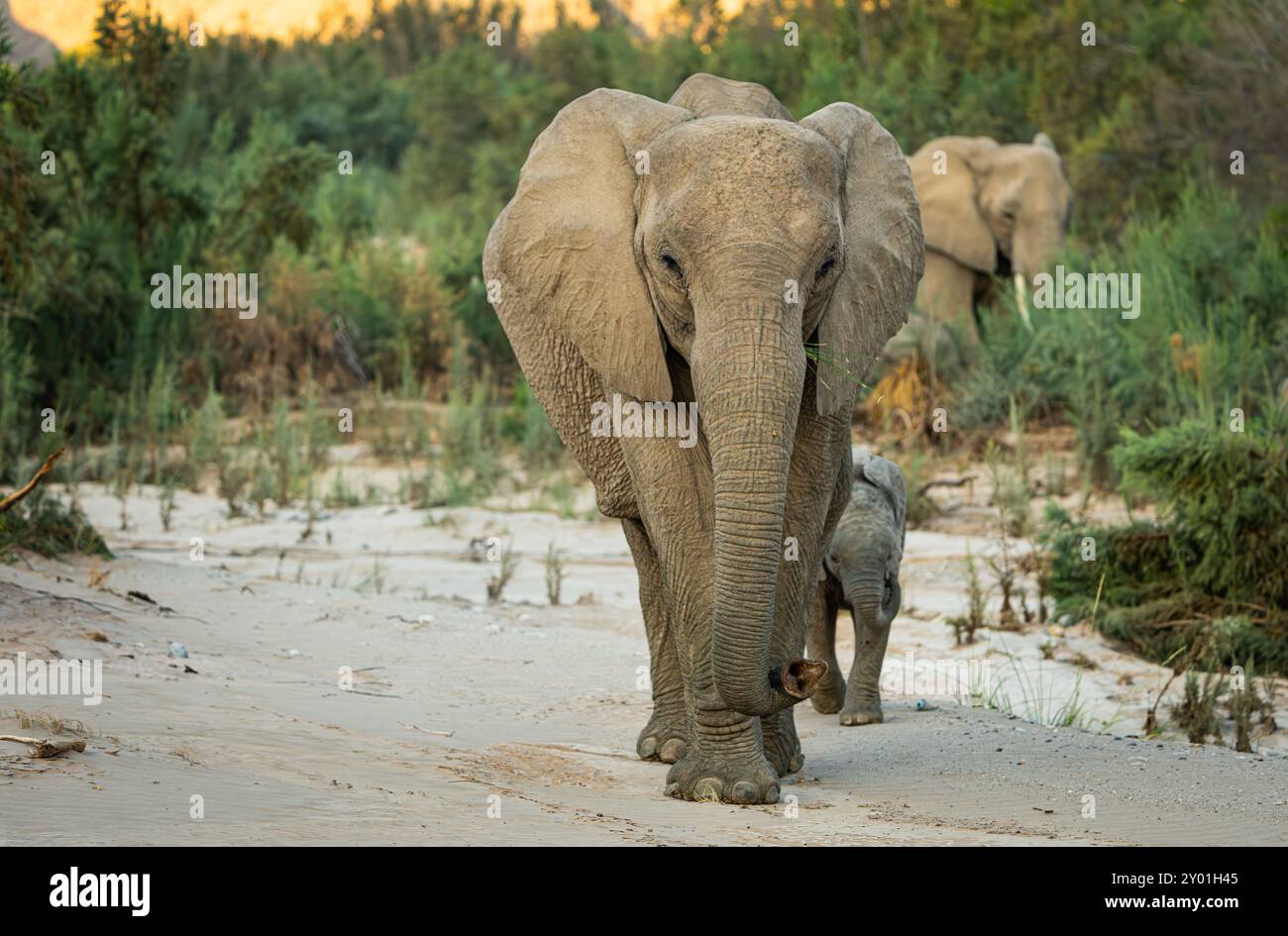 Desert-adapted elephant(s) (Loxodonta africana) in the Namib desert of ...