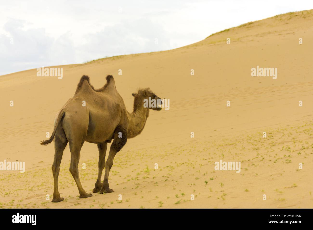 Double hump bactrian camel walking up the sloping Khongor Els sand ...