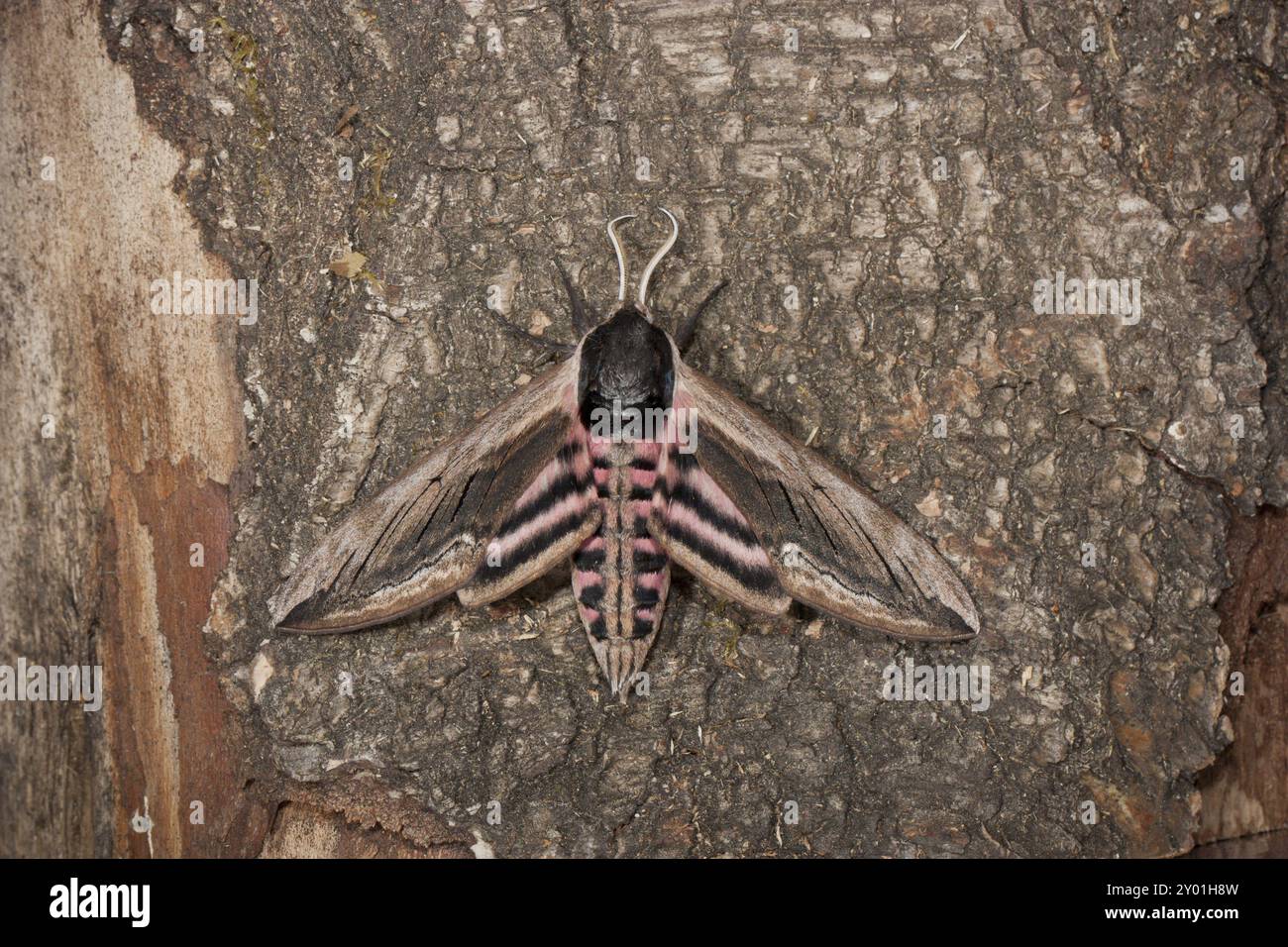 Moth sculpture hi-res stock photography and images - Alamy