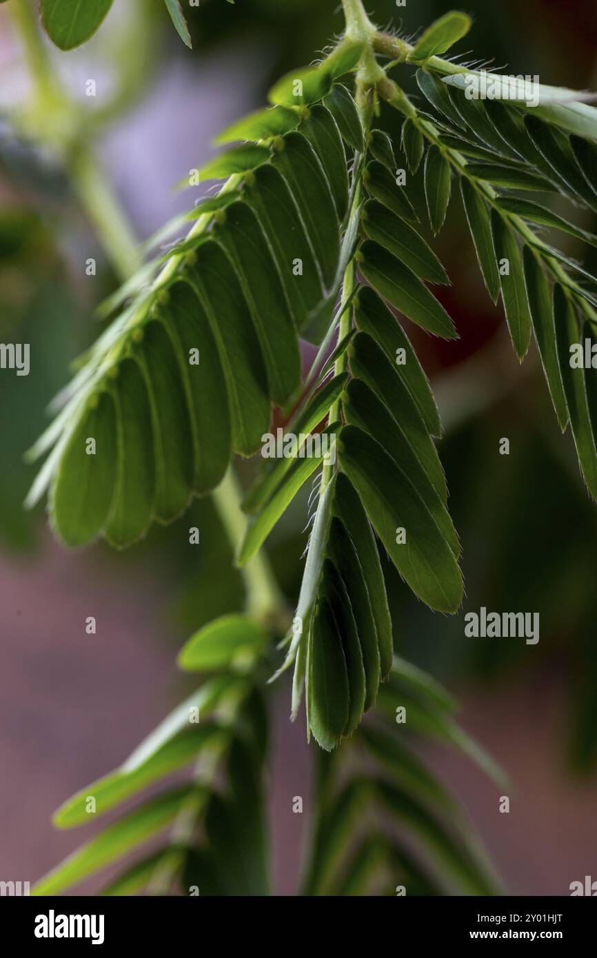 Mimosa pudica open close hi-res stock photography and images - Alamy