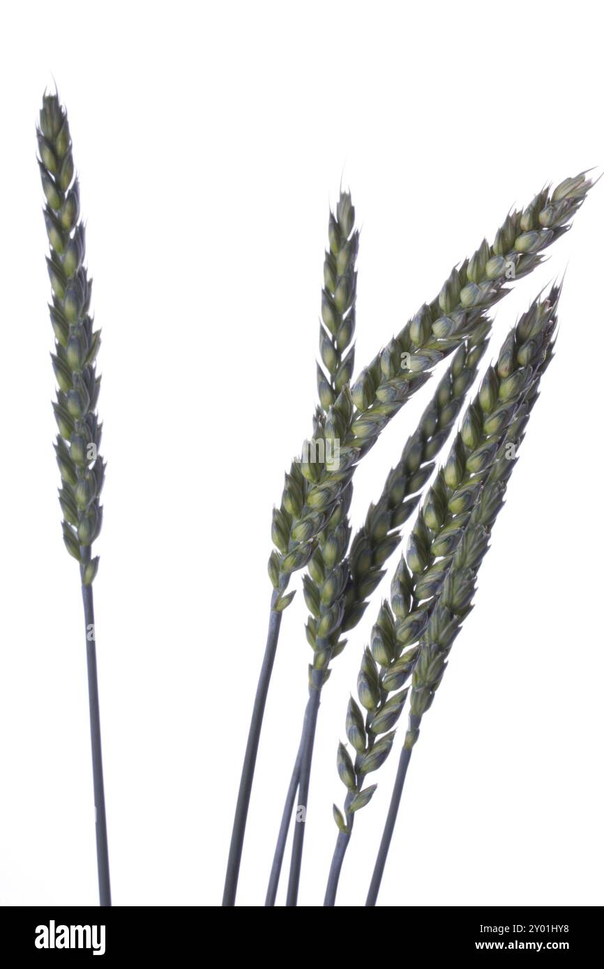 Single wheat plants hi-res stock photography and images - Alamy