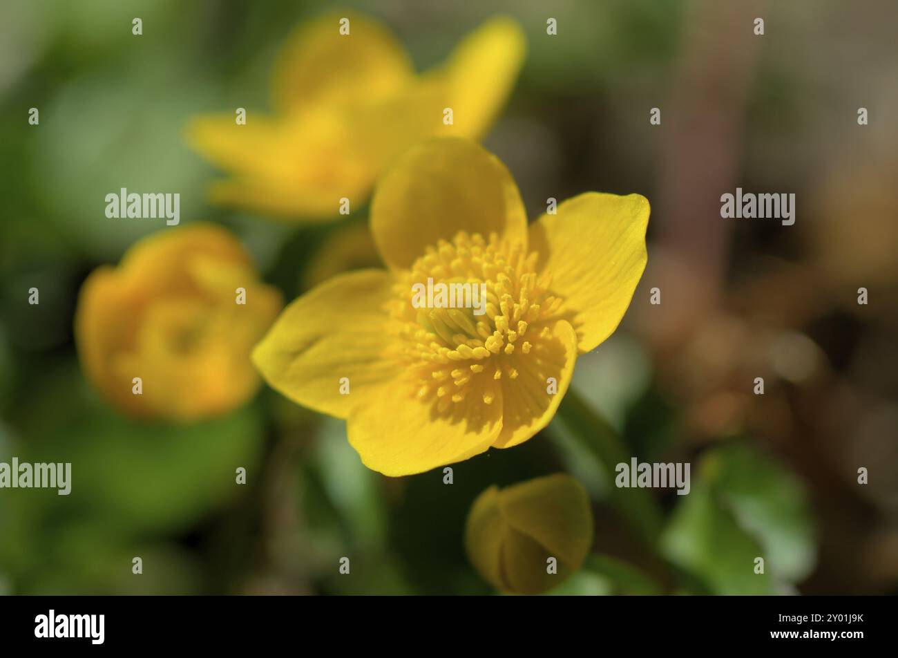 Marigold Marsh Marigold Adobe RGB Stock Photo - Alamy