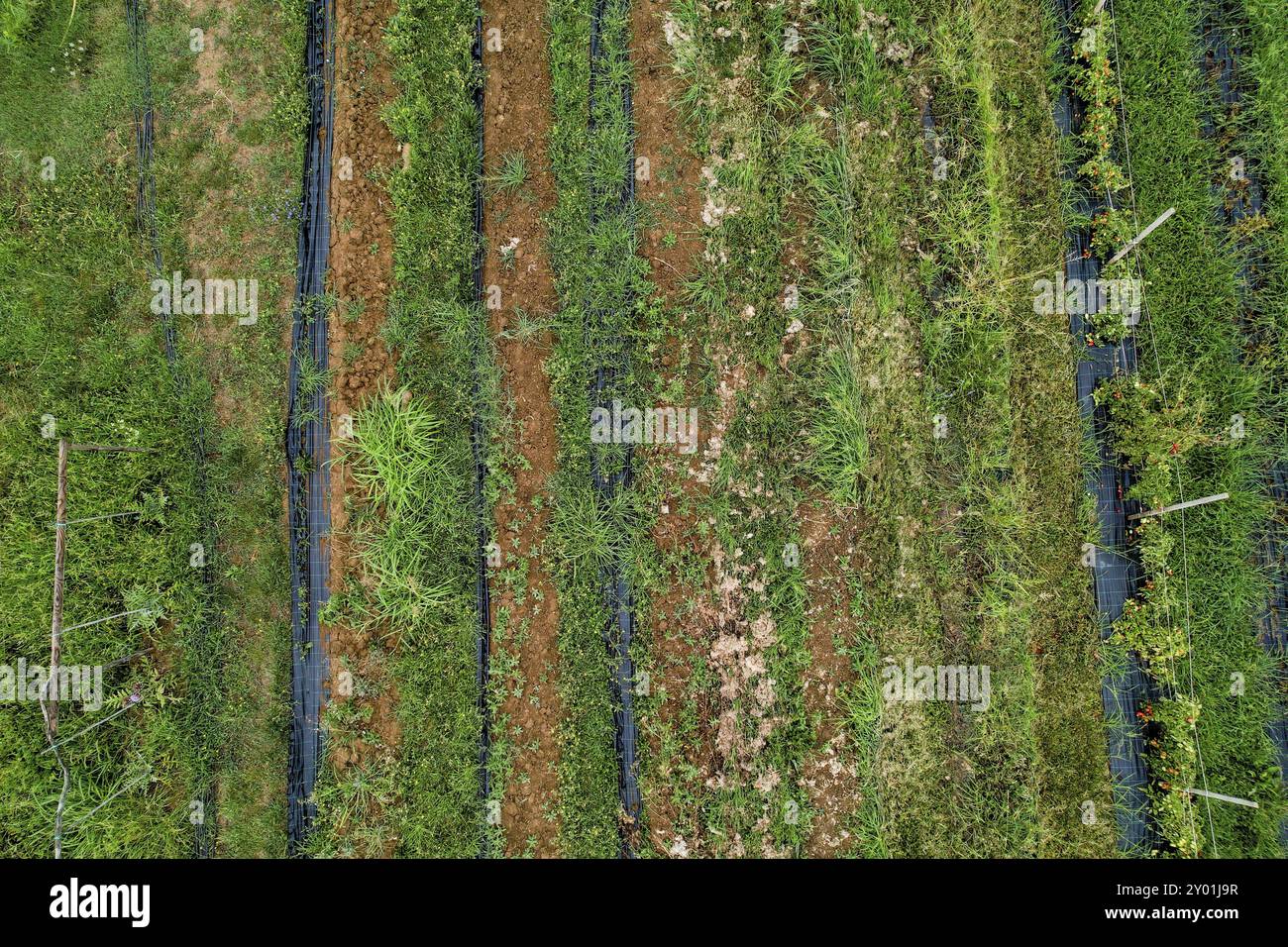 Aerial view of a field with different crops growing in rows, showing ...