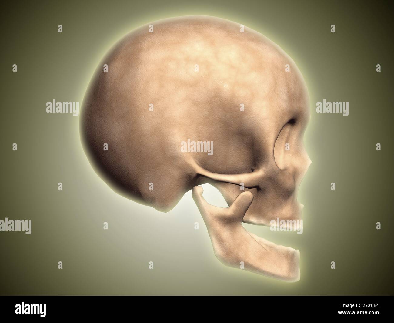 Human skull side view hi-res stock photography and images - Alamy