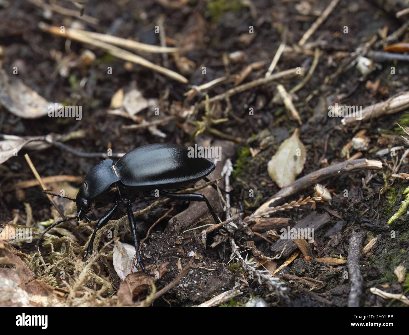 A leatherback beetle with beetle mites crawls across the forest floor ...
