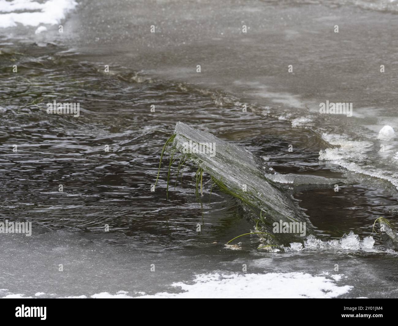 An ice floe is floating in a river, River water crowfoot is frozen to ...
