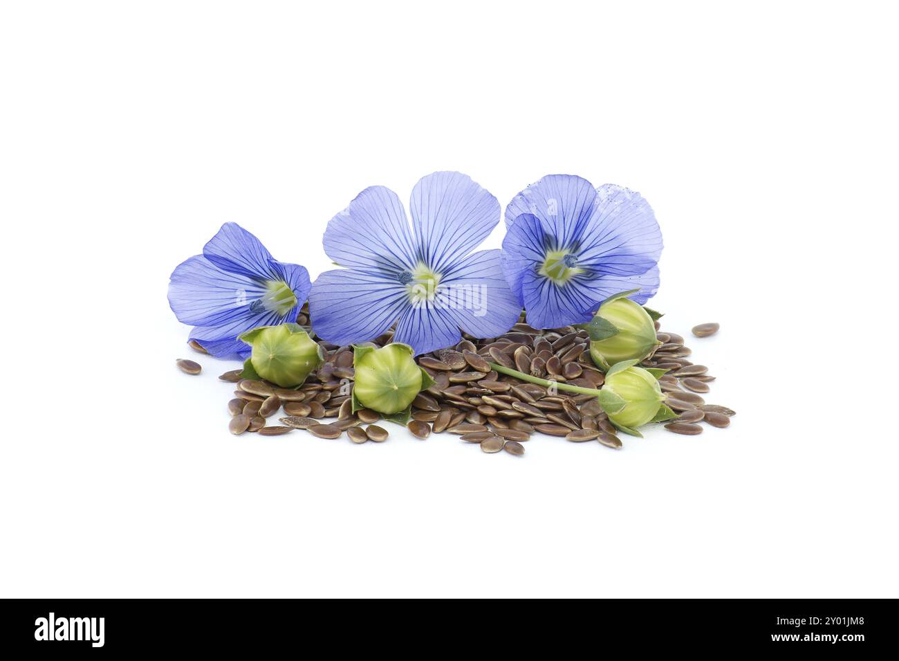 Flax flower and linseed seeds with flax fruit round capsules isolated ...