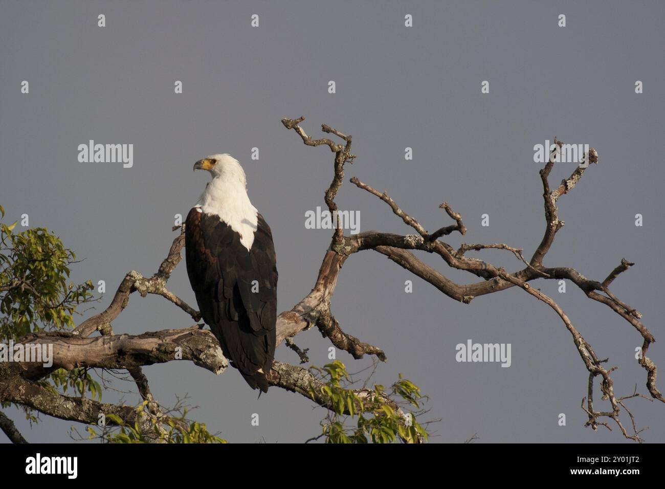 White tailed eagle on a rock hi-res stock photography and images - Alamy