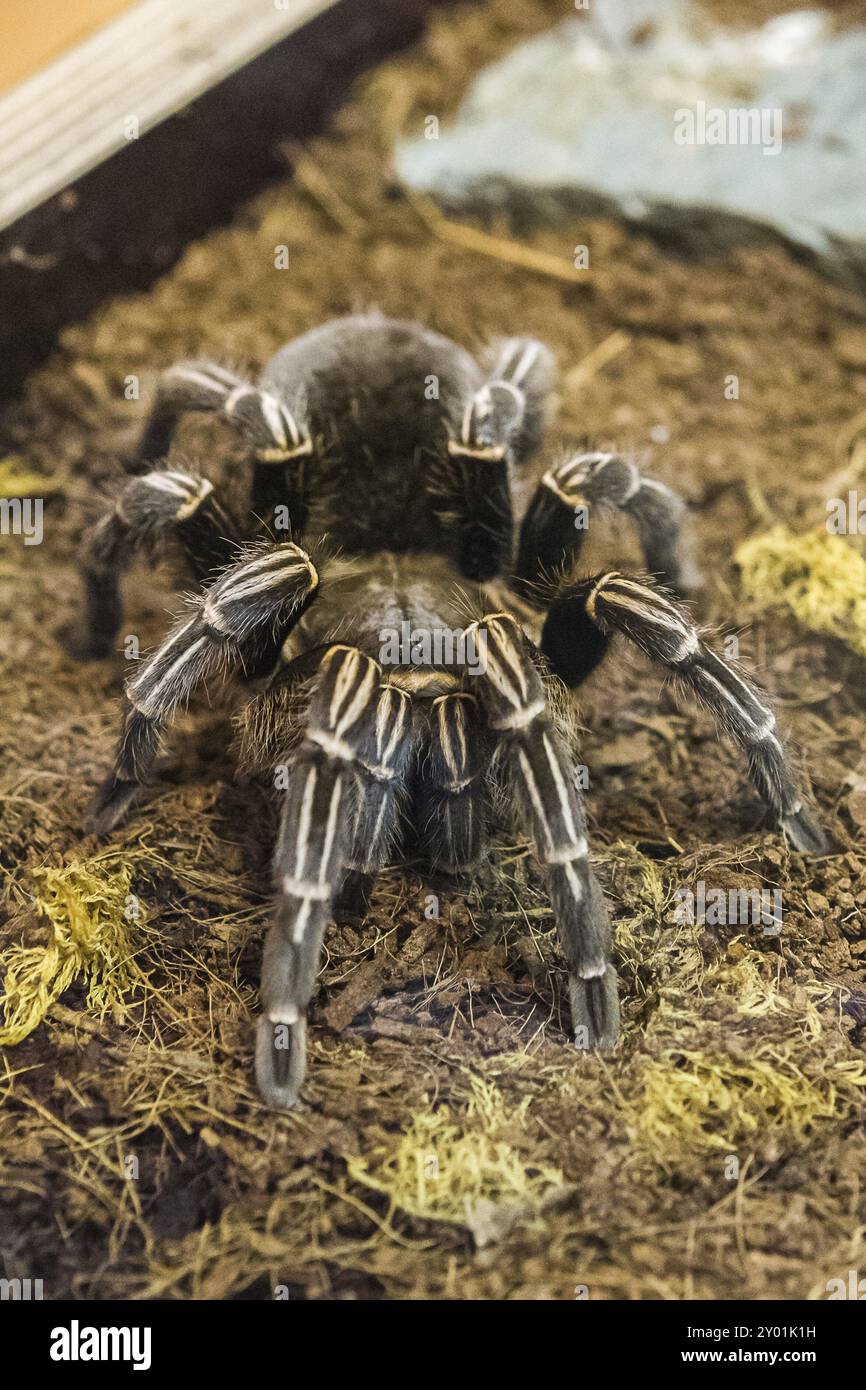 Poisonous tarantula in a terrarium Stock Photo - Alamy