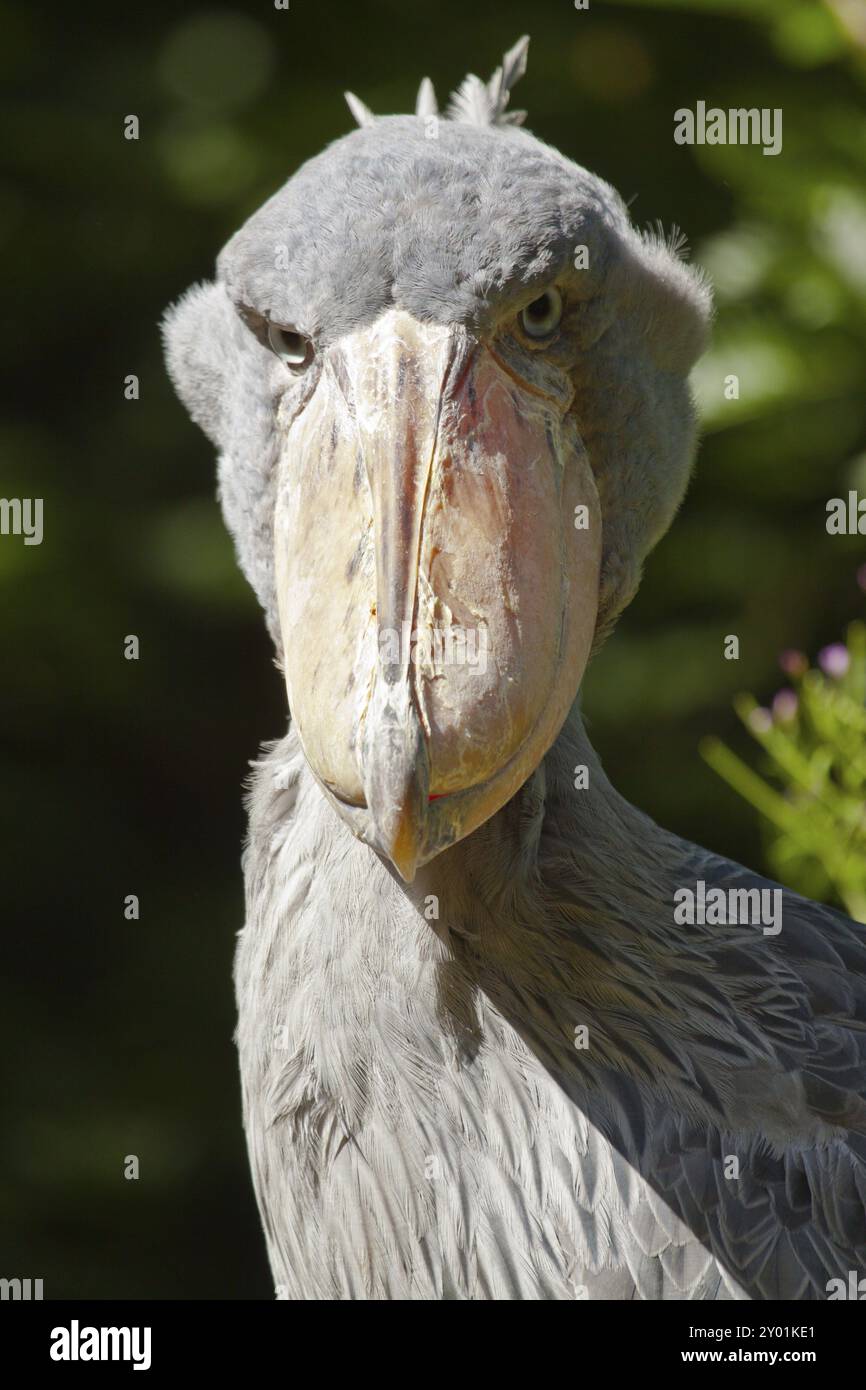 Shoebill (Balaeniceps rex Stock Photo - Alamy
