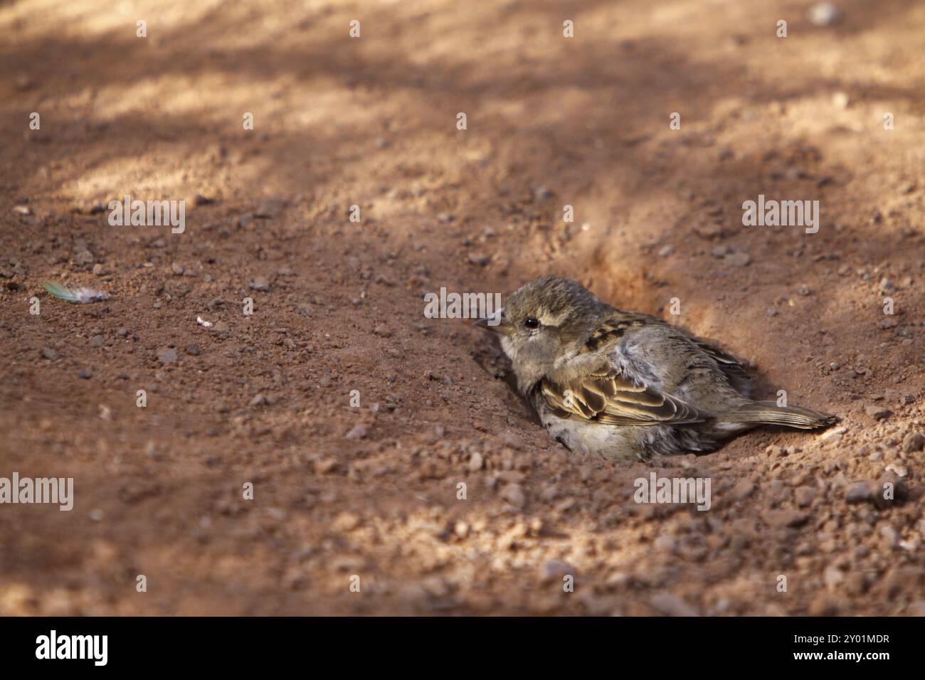 Sparrows bathing in dust hi-res stock photography and images - Alamy