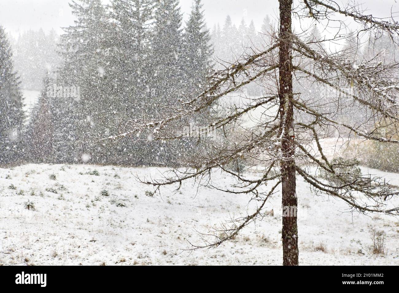Snowstorm in coniferous forest, Alps, Germany, Europe Stock Photo - Alamy