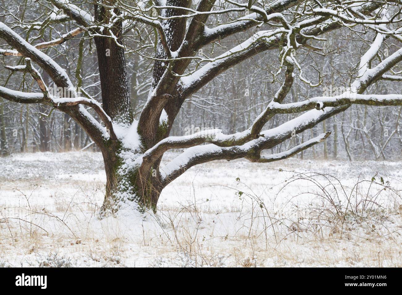 Oak tree in the snow hi-res stock photography and images - Alamy