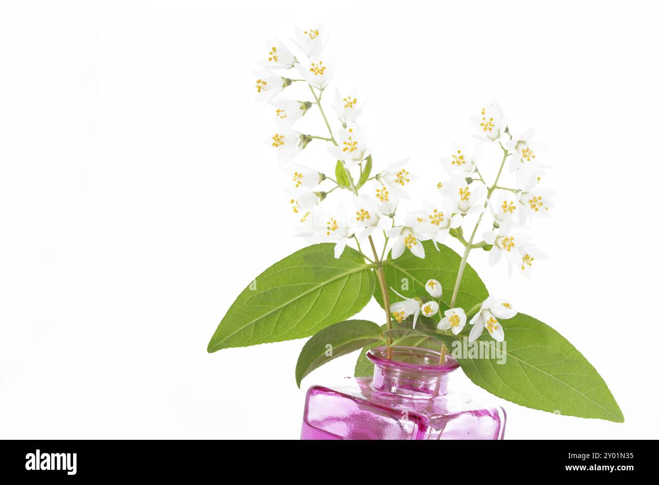 Tall star bush (Deutzia magnifica Stock Photo - Alamy
