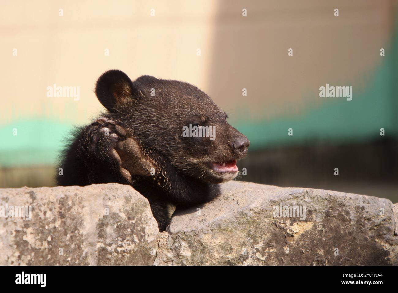 Collar bear (young Stock Photo - Alamy