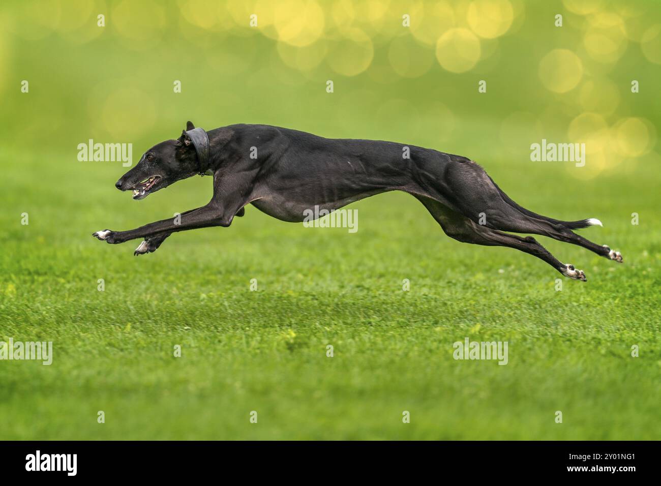 A greyhound completely lifted off the ground during a race Stock Photo ...