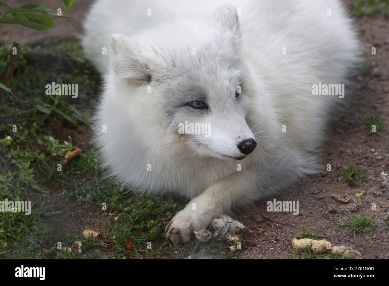 Arctic fox winter coat with prey hi-res stock photography and images ...