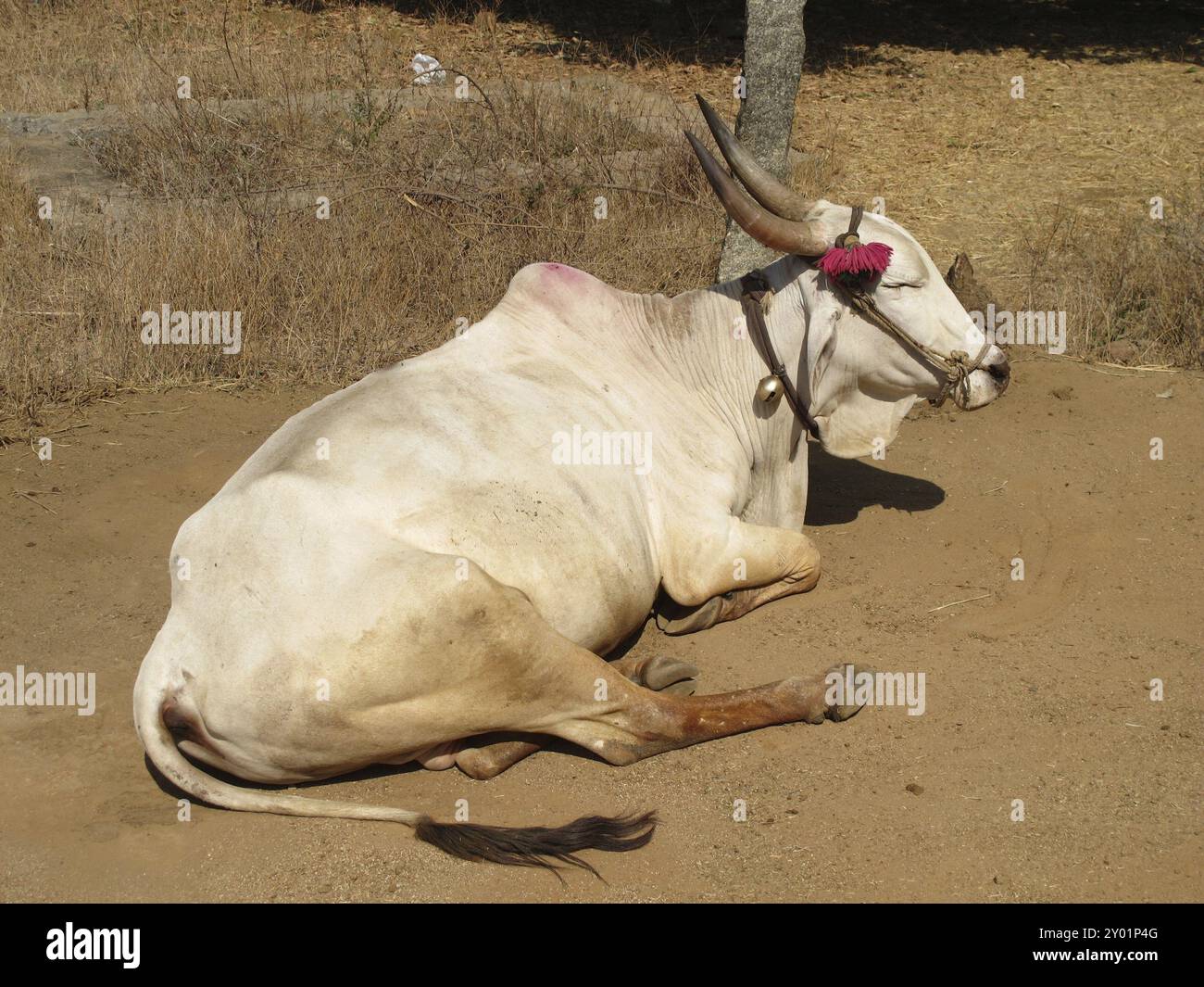 Buffalos historical heritage hi-res stock photography and images - Alamy