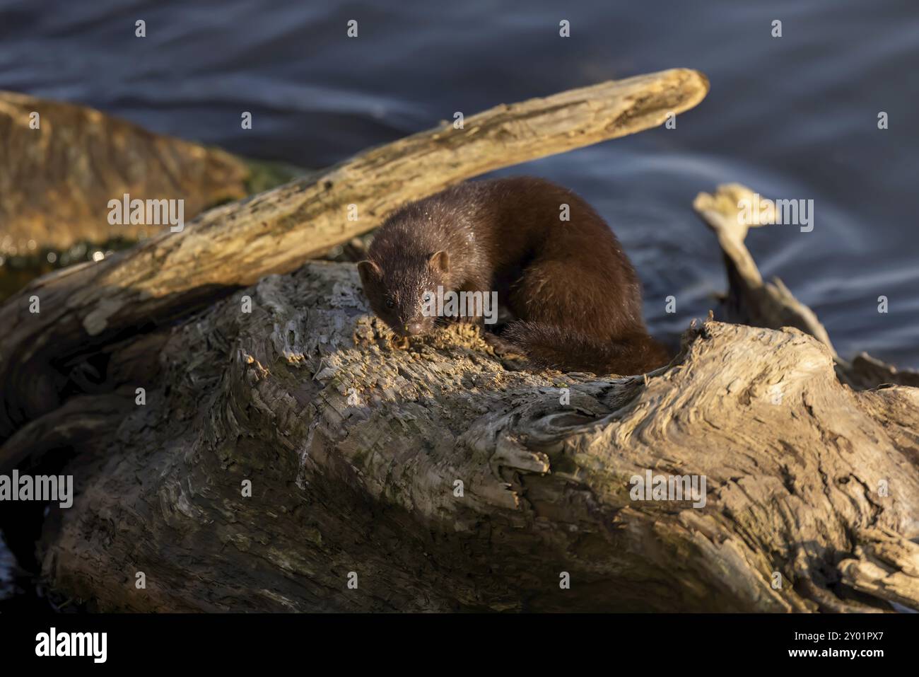 American mink (Neovison vison) on the hunt on the lake Michigan Stock ...