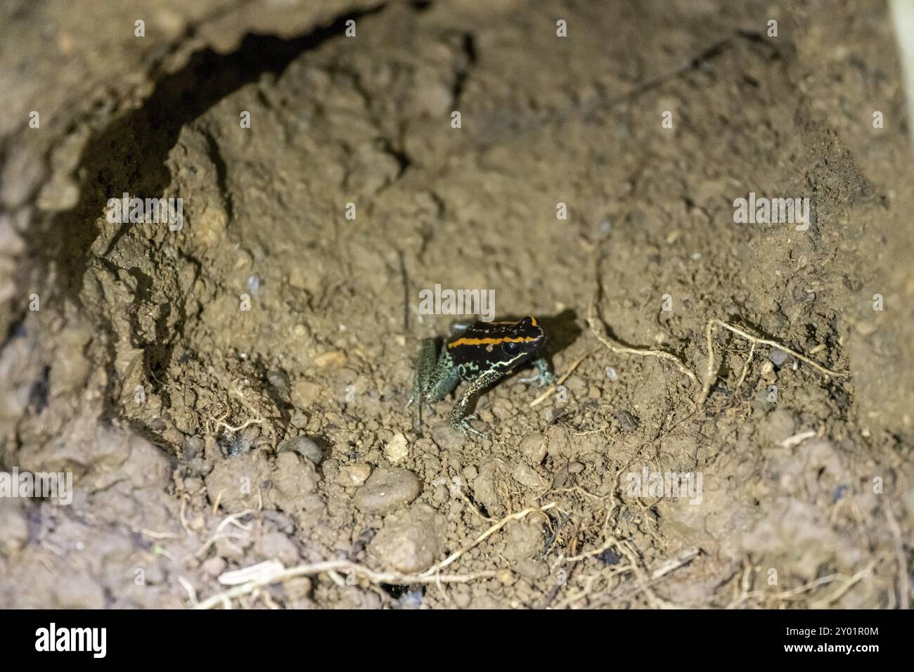 Golfodulcean poison frog (Phyllobates vittatus), sitting in a burrow ...