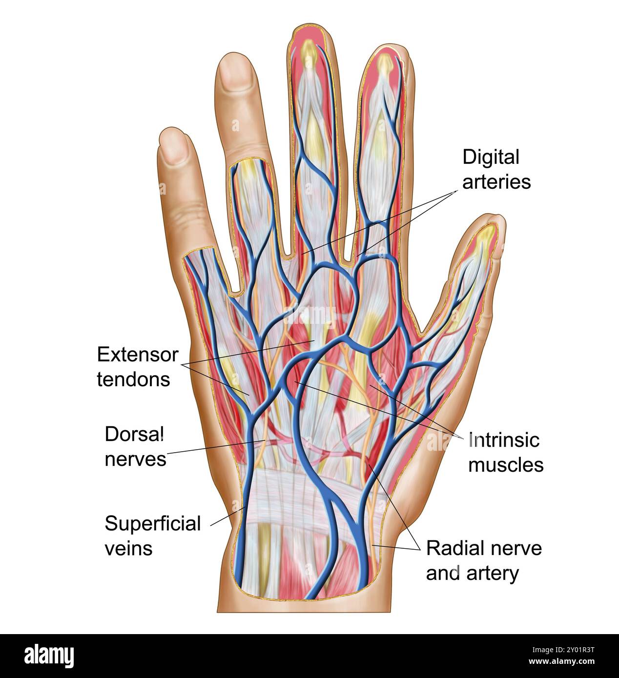 Human anatomical chart of blood vessels hi-res stock photography and ...