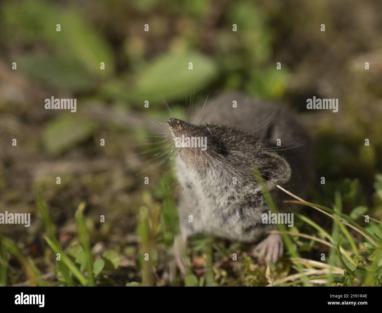 House shrews hi-res stock photography and images - Alamy