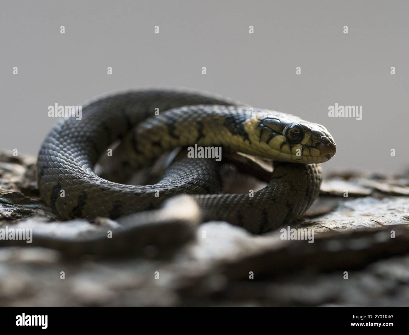 A young grass snake lying on the ground Stock Photo - Alamy