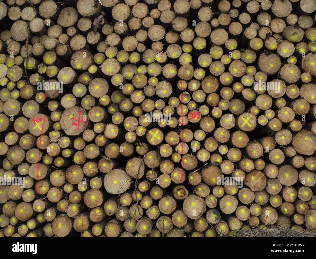 Stacked, colour-coded tree trunks Stock Photo - Alamy