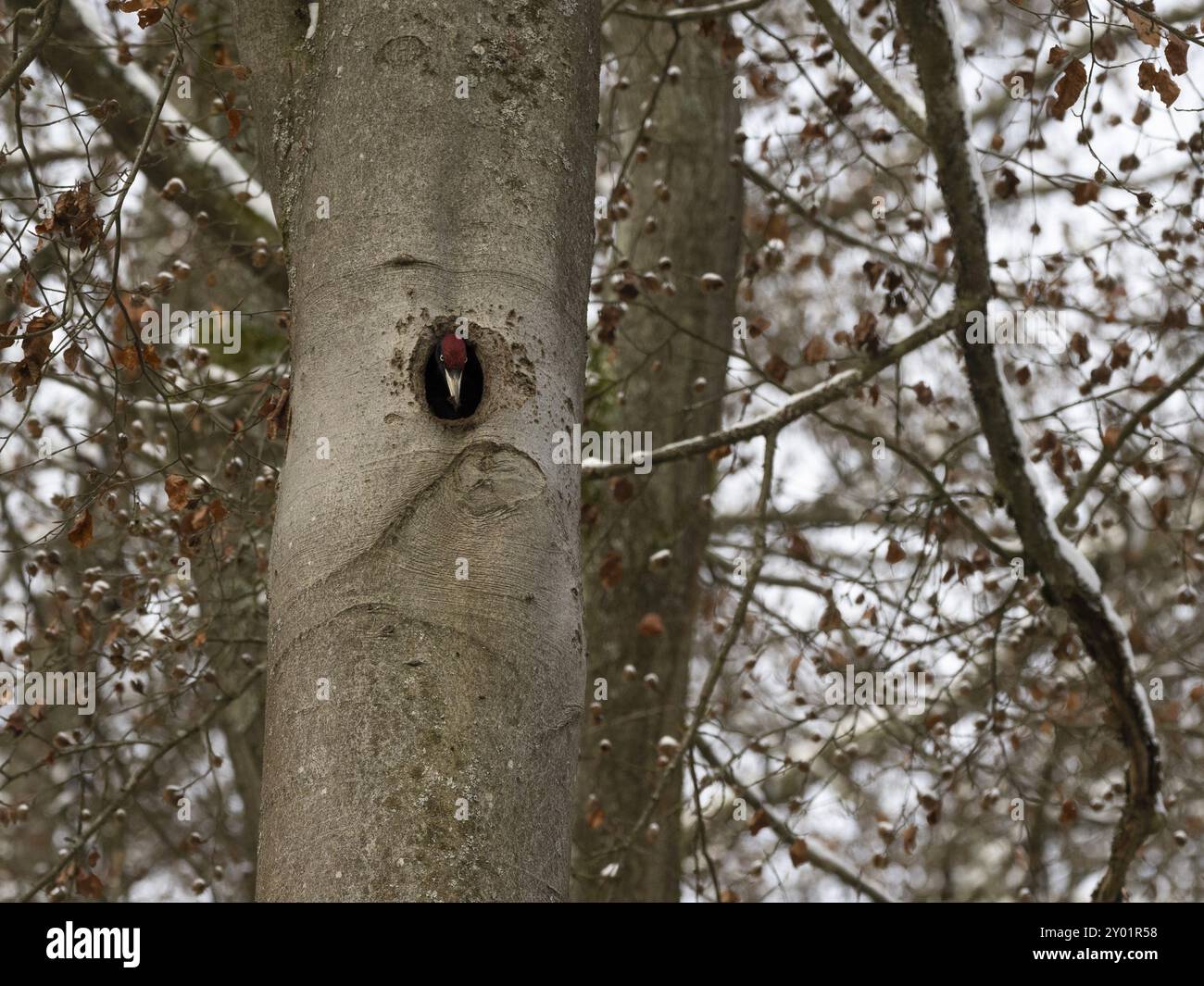 A male black woodpecker looks out of a breeding den Stock Photo - Alamy