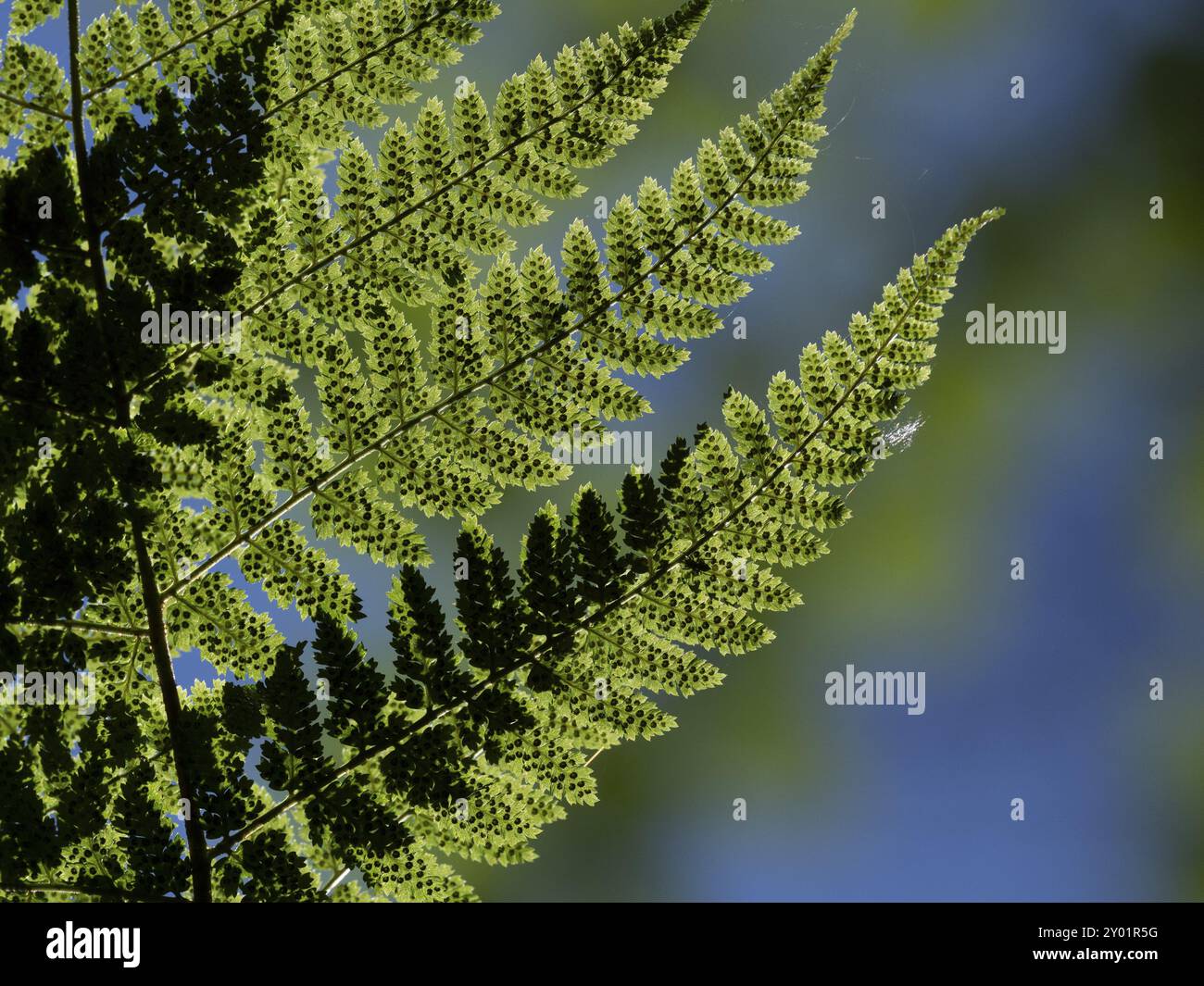Light shadows on ferns hi-res stock photography and images - Alamy