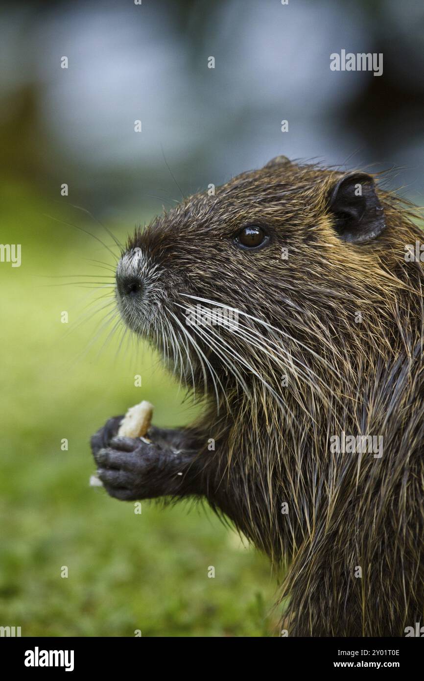 Beaver rat eating Stock Photo - Alamy