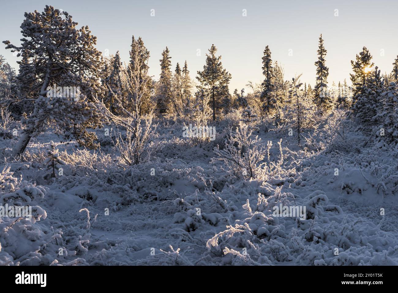 Frost-covered winter landscape, Muddus National Park, Laponia World ...