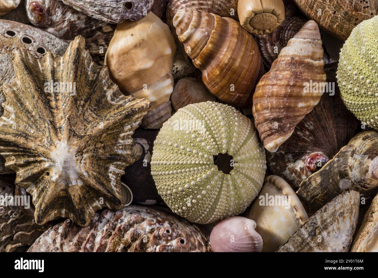 Different kinds of seashells all mixed together Stock Photo - Alamy