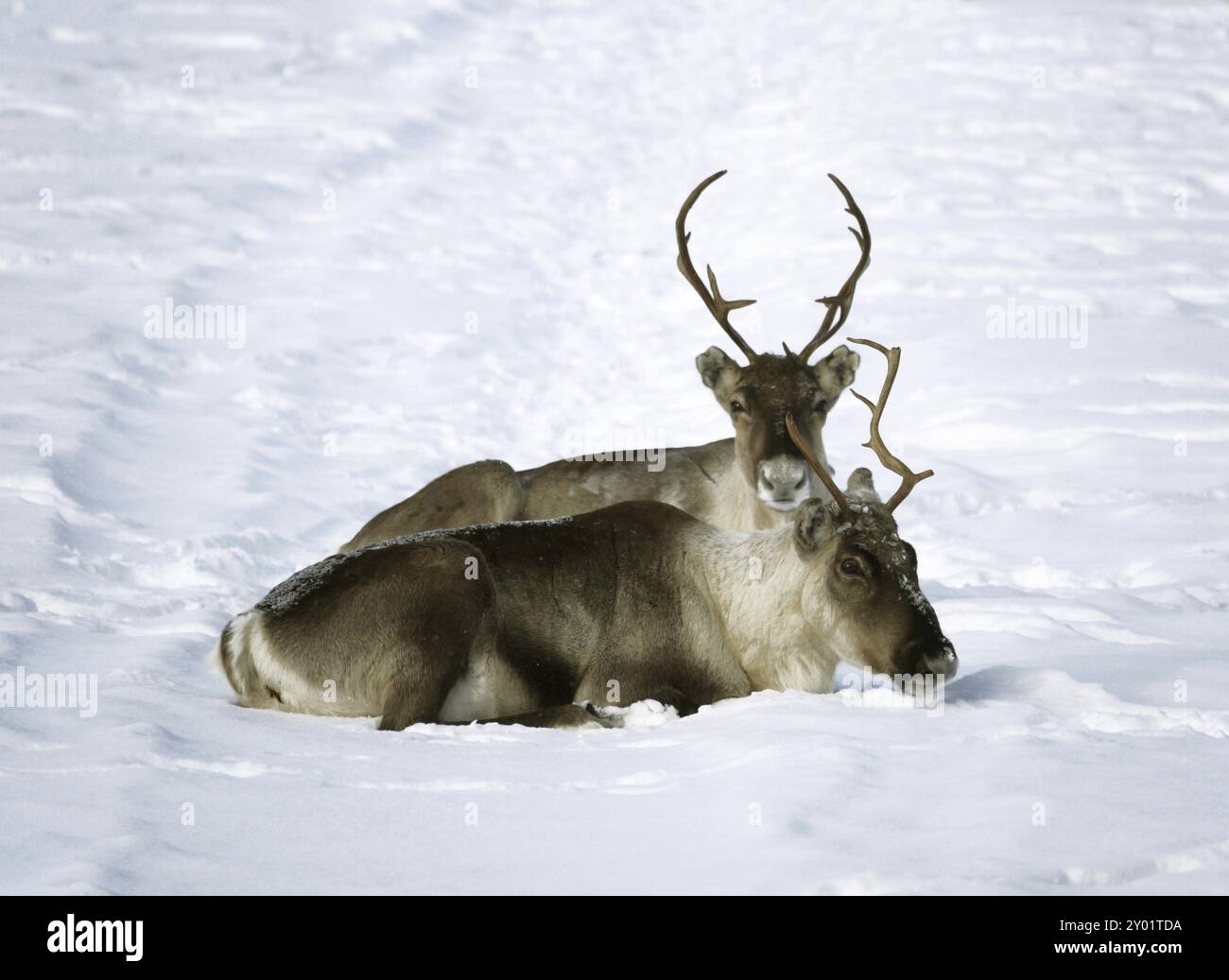 Reindeer in Finnmark Stock Photo - Alamy