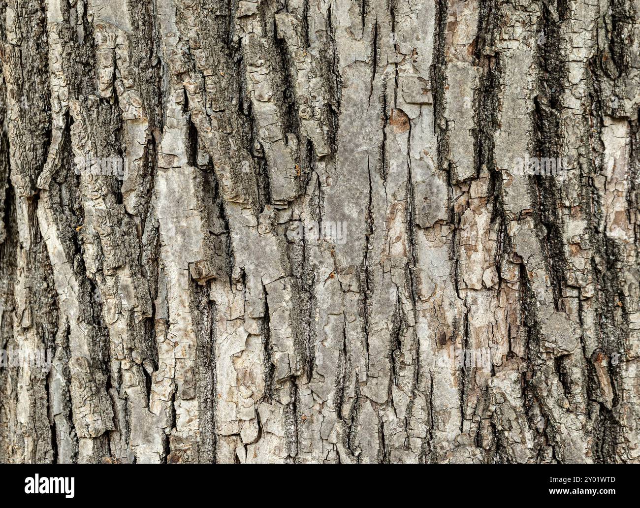 dry tree bark texture background Stock Photo - Alamy