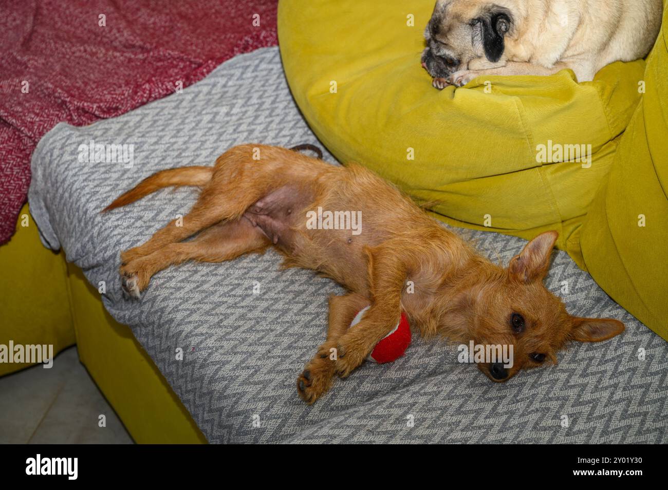 a small red eared dog and an old pug lying on the sofa Stock Photo - Alamy