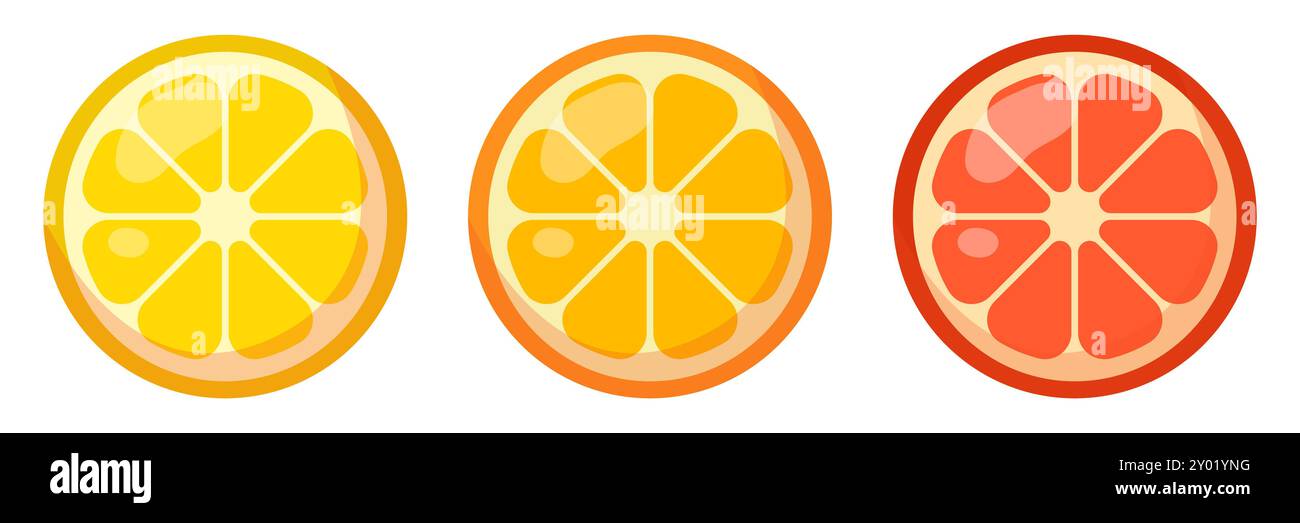 Three different citrus slices. Vector illustration Stock Vector Image ...