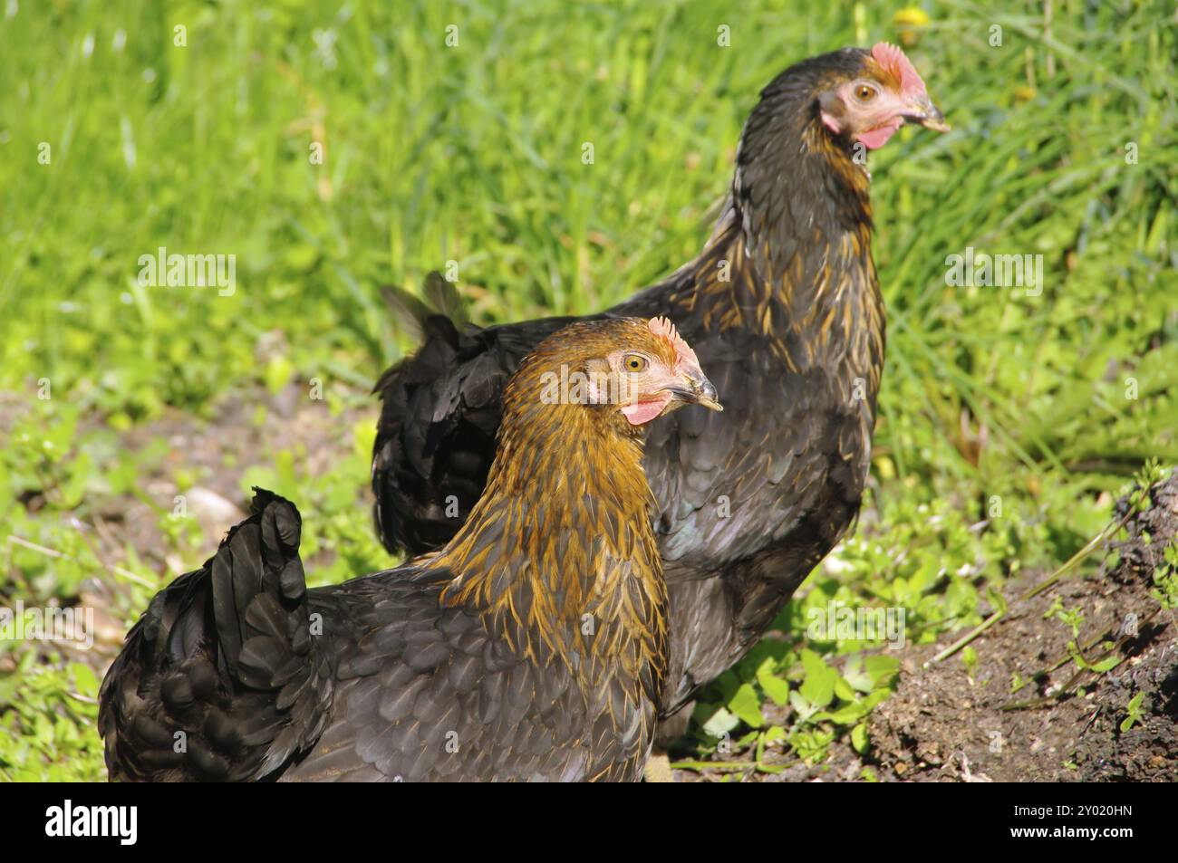 Chicken, Chicken 21 Stock Photo - Alamy