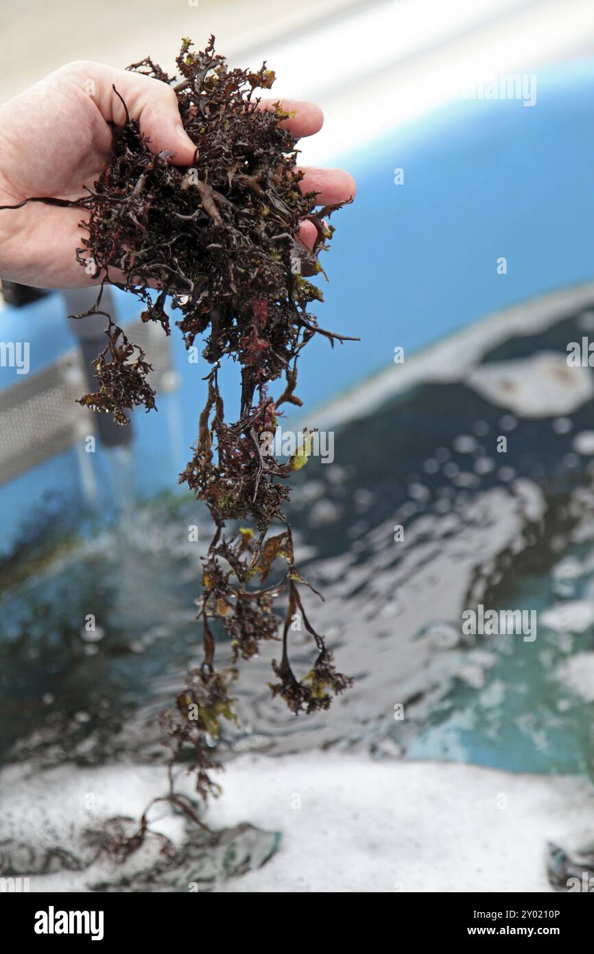 Aquaculture of the marine red algae Chondrus crispus Stock Photo - Alamy