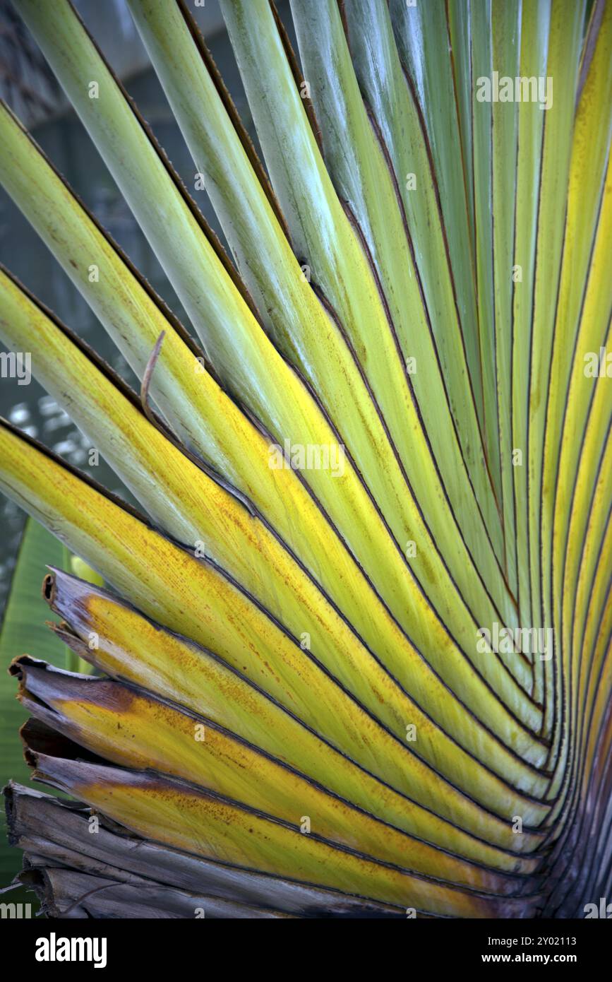 Palm tree of the genus Ravenala (Strelitziaceae Stock Photo - Alamy