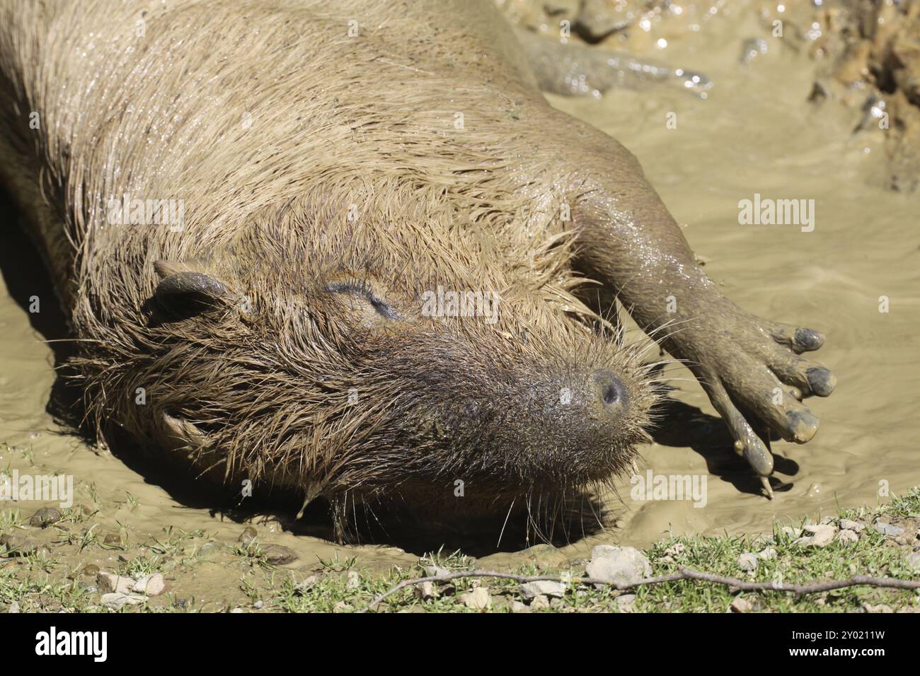 Capybaras bath hi-res stock photography and images - Alamy