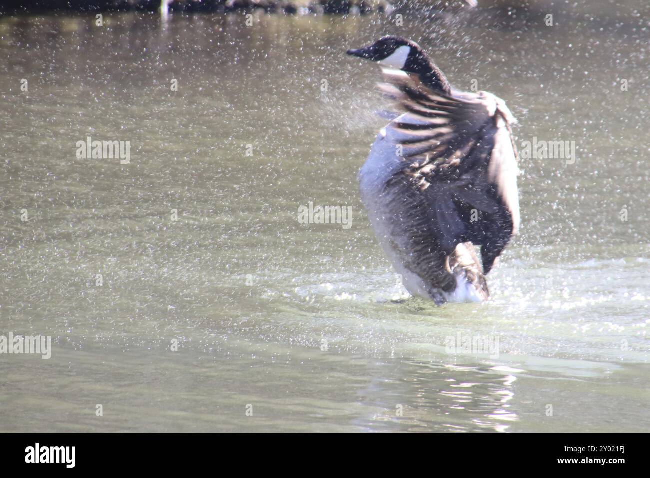 Canada goose preening behaviour hi-res stock photography and images - Alamy